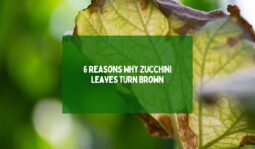 What is bumpy zucchini? Why is my zucchini bumpy? - Happiness Zucchini