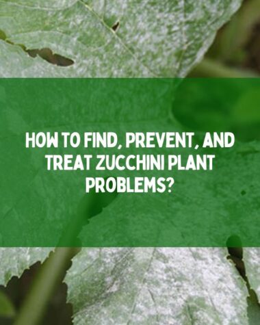 5 Reasons Why Zucchini Leaves Turn Brown - Happiness Zucchini