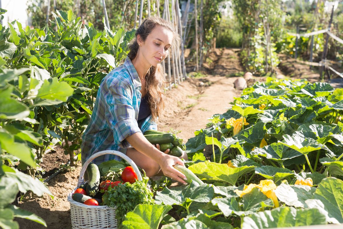 How to Harvest Zucchini: Tips and Techniques to Ensure a Rich Harvest ...
