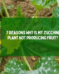 What Temperature Can Zucchini Tolerate? Understanding the Temperature ...